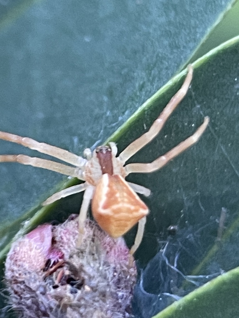 Trapezoid Crab Spider from Frankston South, VIC, AU on December 20 ...