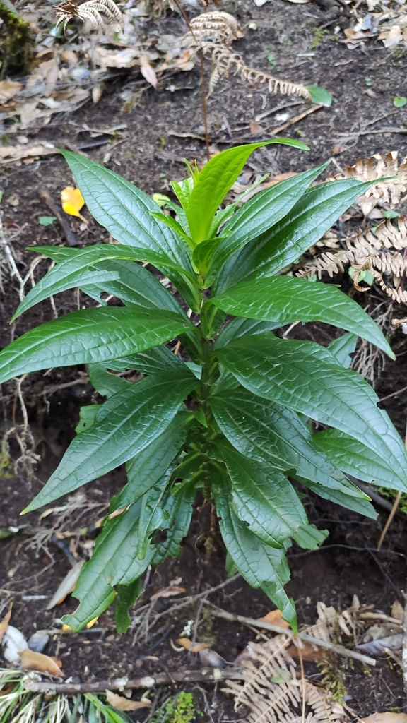 Ixanthus viscosus (Tenerife Plants Gentianales, Myrtales, Oxalidales ...