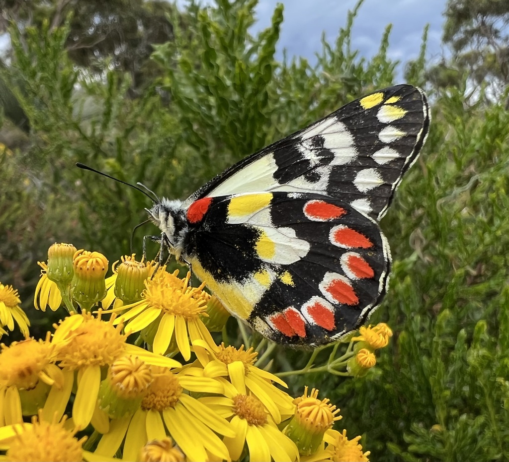 Red-spotted Jezebel from Deep Creek Conservation Park, Deep Creek, SA ...