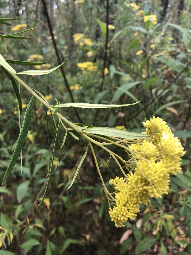 Cassinia aureonitens from Darks Common, Lapstone, NSW, Australia on ...