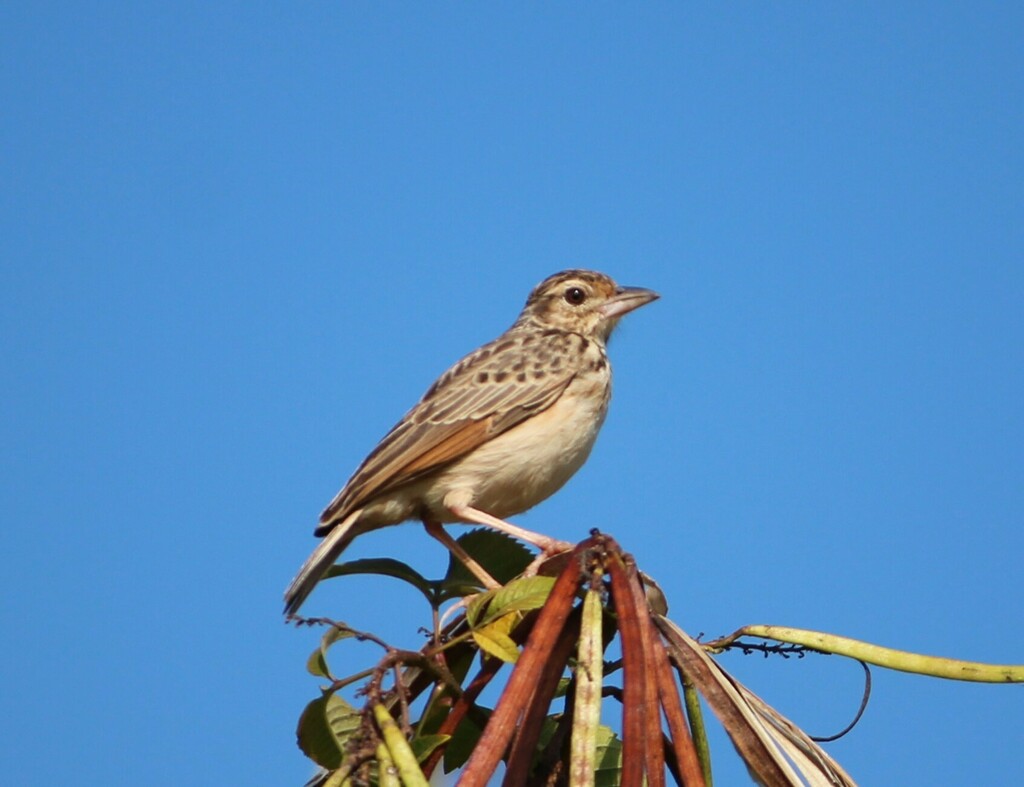 Jerdon's Bushlark from Chintalamadivala Village, Bommasandra, Karnataka ...