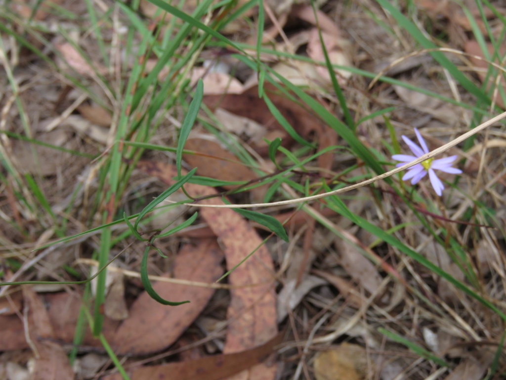 grass daisy from Kenthurst, NSW, AU on December 20, 2022 at 12:00 PM by ...