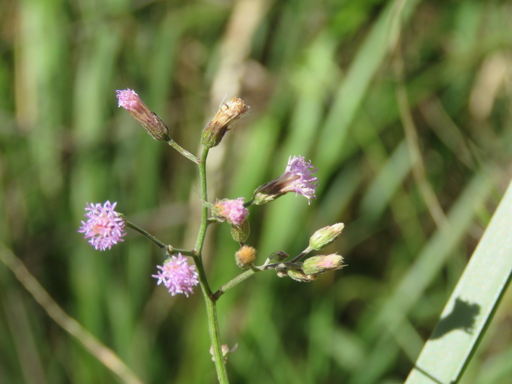 little ironweed from Kenthurst, NSW, AU on December 20, 2022 at 12:00 ...