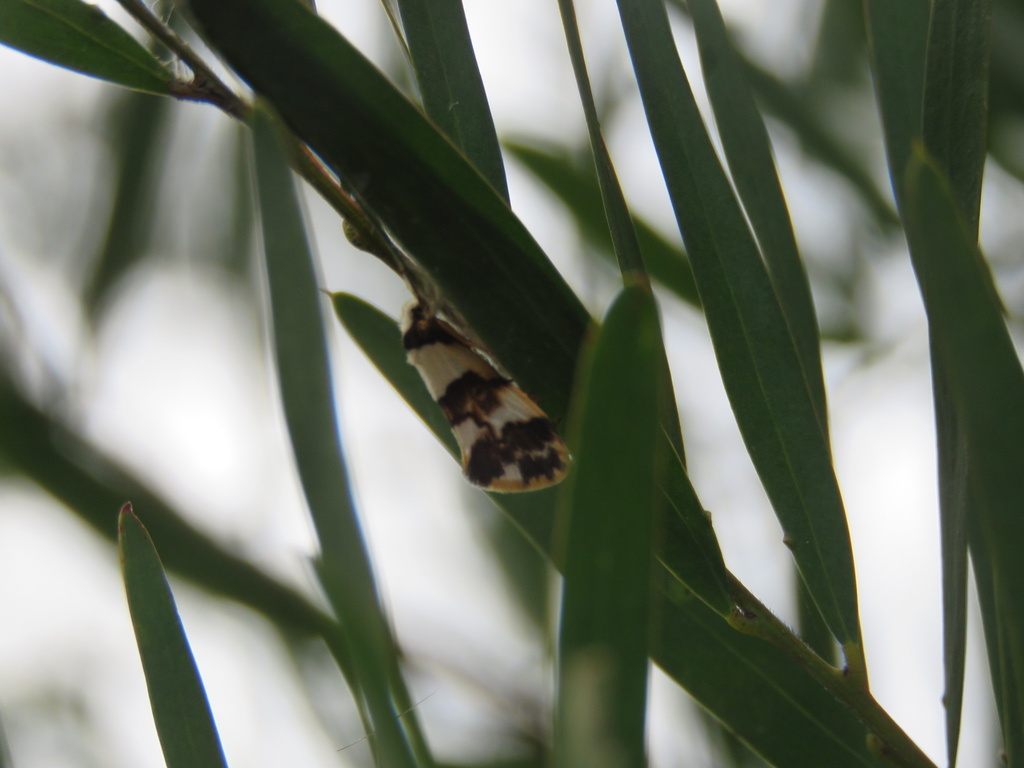 Little Mask Philenora from Garemyn Rd, Middle Dural, NSW, AU on ...