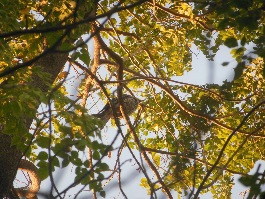 Asian Koel from GRJQ+5MQ, 1102/A/48, Lakaki Rd, Rage Path, Rege Path ...