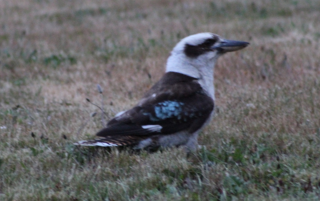 Laughing Kookaburra from badja nsw on December 20, 2022 by Paula Boer ...