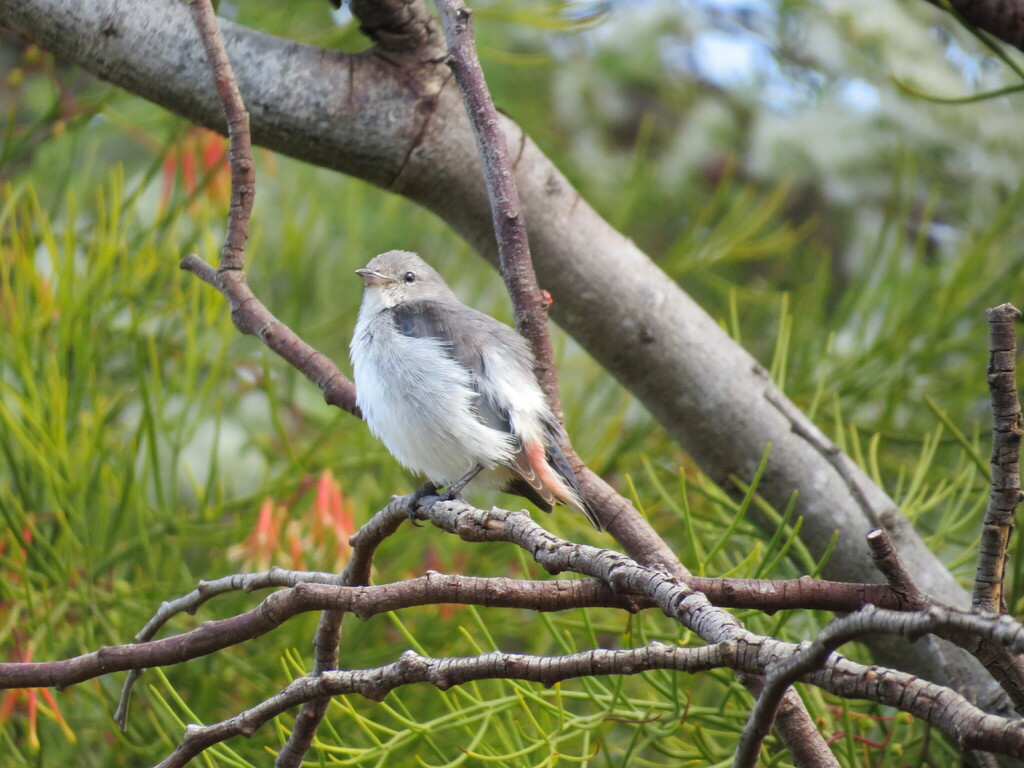 Mistletoebird in February 2022 by HeatherB. female · iNaturalist