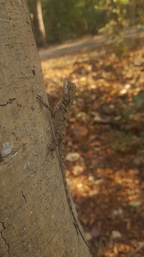 Roux's Forest Lizard from 5V7V+72Q BNHS natural reserve, Film City ...