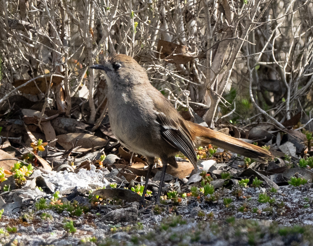 Southern Scrub-Robin from Lincoln National Park SA 5607, Australia on ...