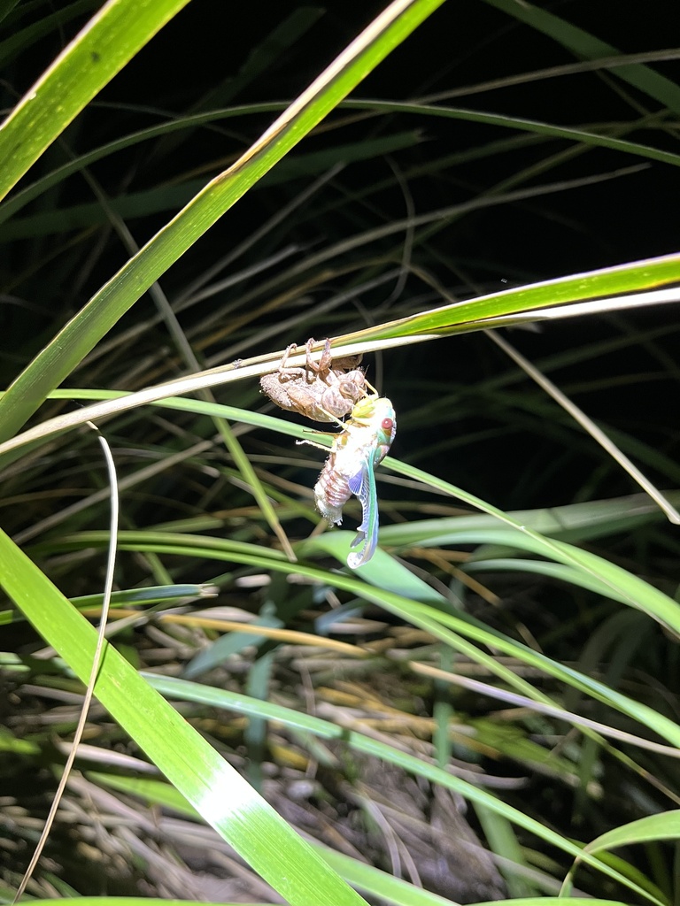 Clanger from Belah St, Mount Crosby, QLD, AU on December 20, 2022 at 08 ...