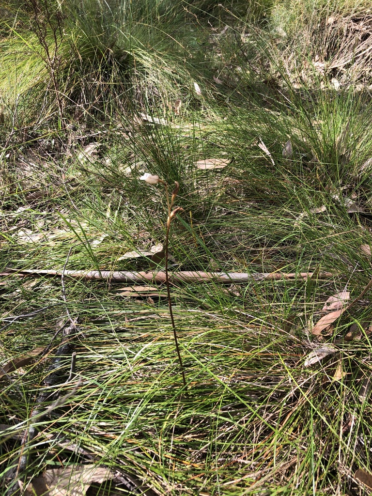 Cinnamon Bells from Mount Magnificent Conservation Park, Mount ...