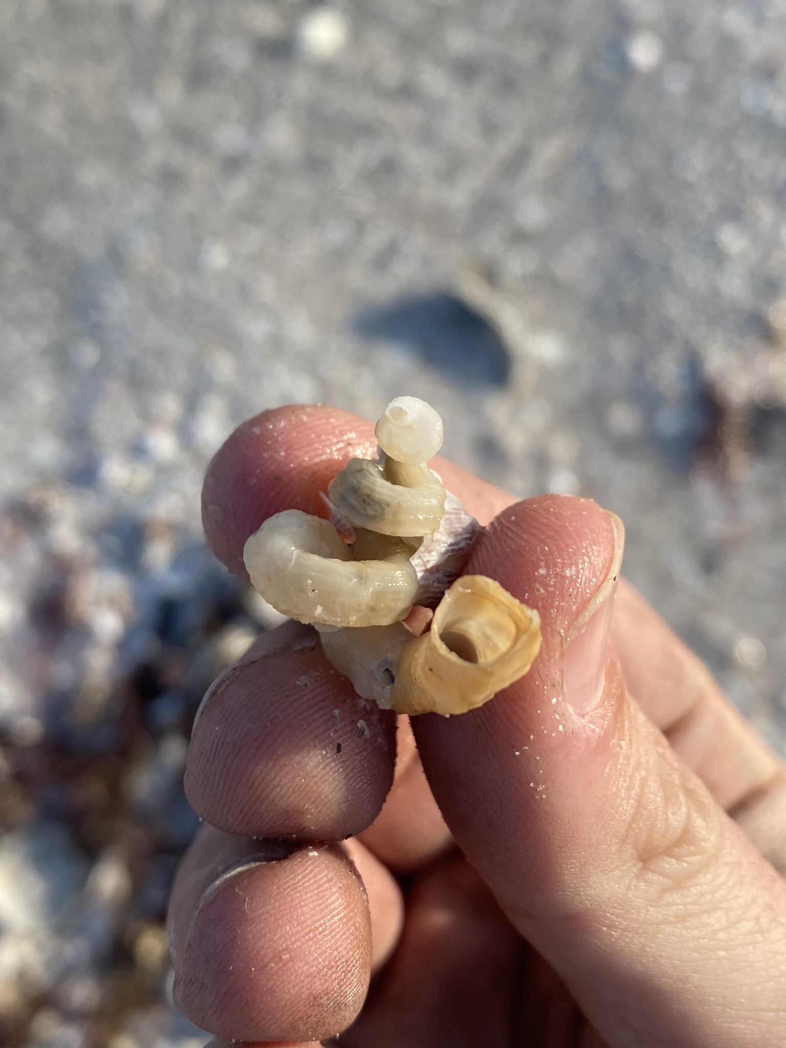 Vermicularia knorrii (Deshayes, 1843)