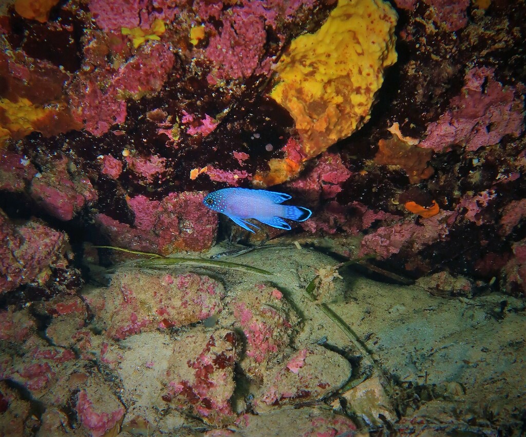 Southern Blue Devil from Second Valley SA 5204, Australia on December ...