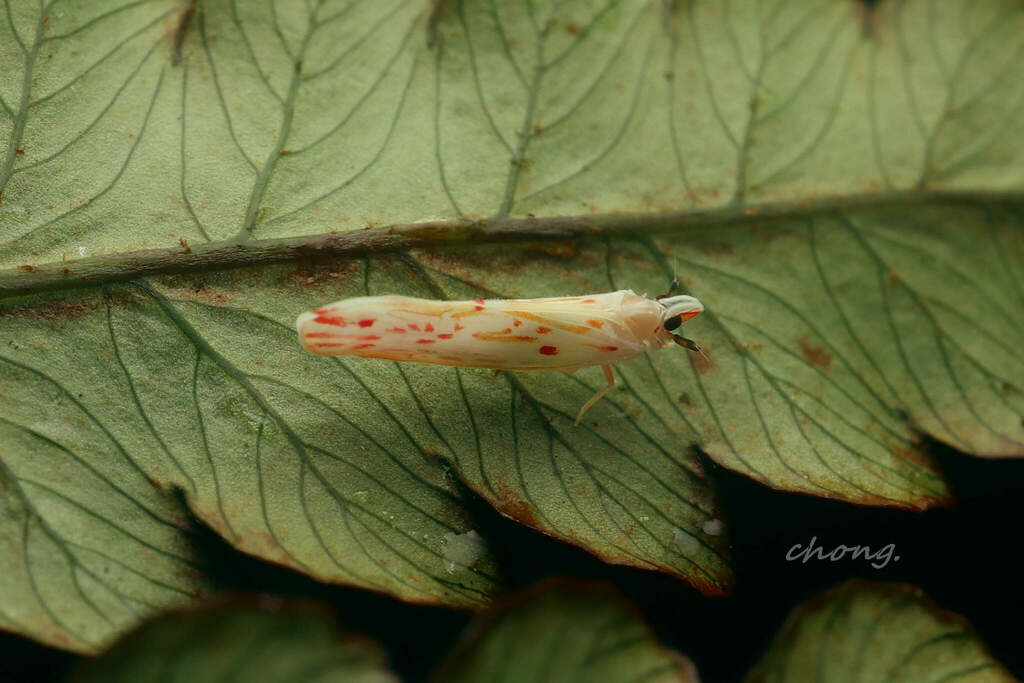 Robigus from 中国海南省五指山市 on January 26, 2022 at 12:11 AM by 虫虫 · iNaturalist