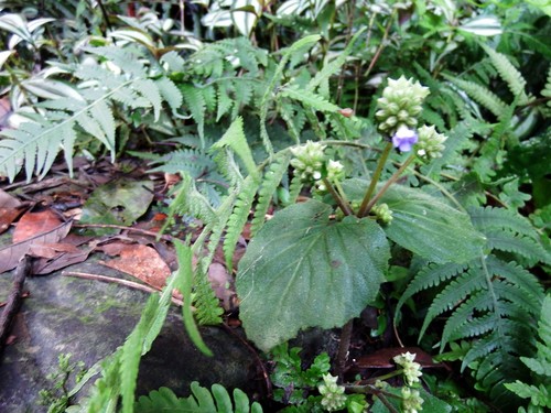 Genus Epithema · iNaturalist