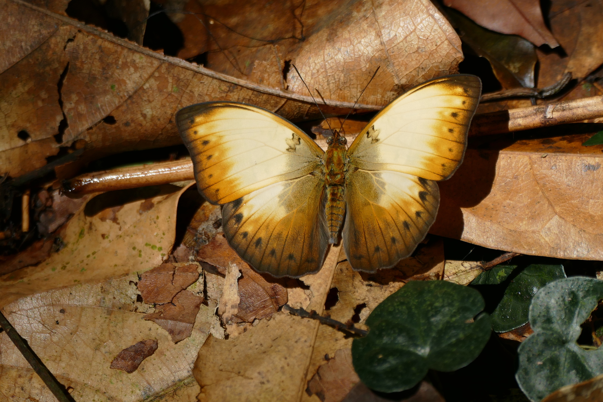 Cymothoe hyarbita Hewitson, 1866