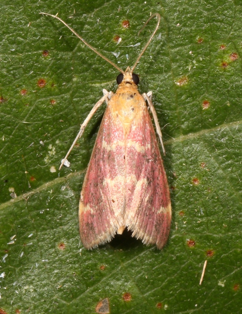 Raspberry Pyrausta Moth from Greenlee County, US-AZ, US on August 8 ...