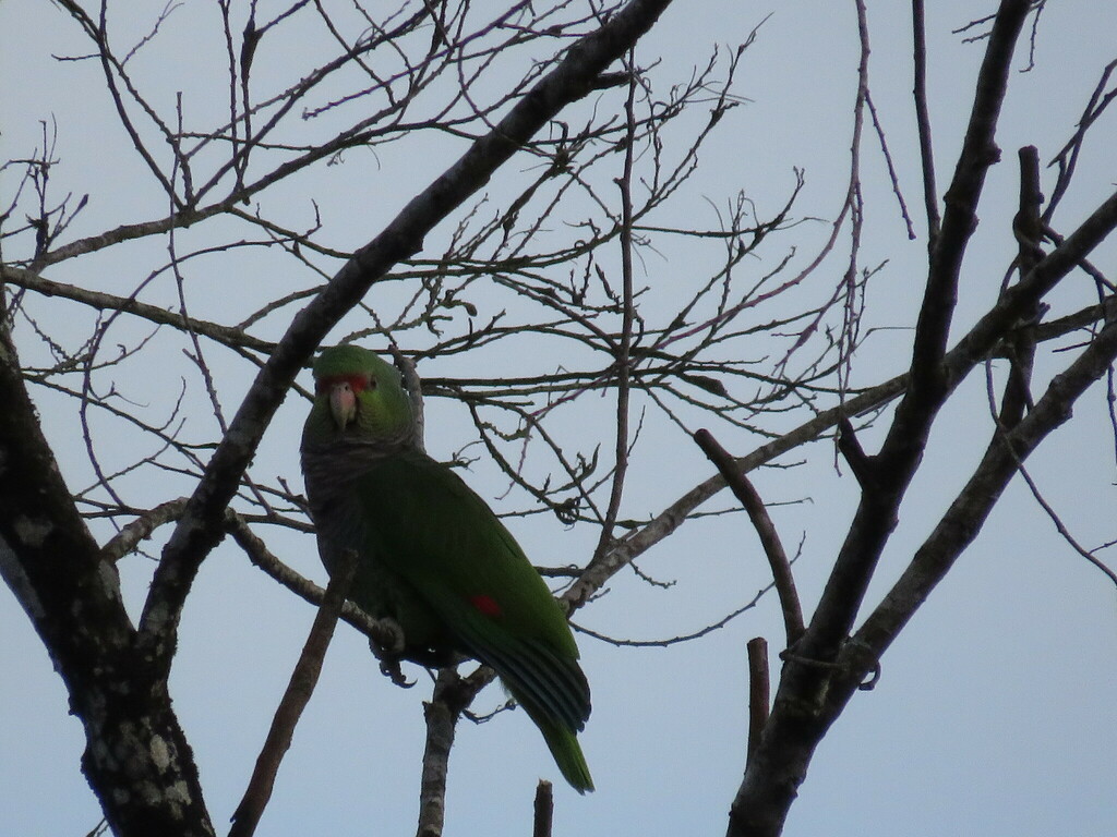 Vinaceous-breasted Parrot in November 2022 by roberto_richard · iNaturalist
