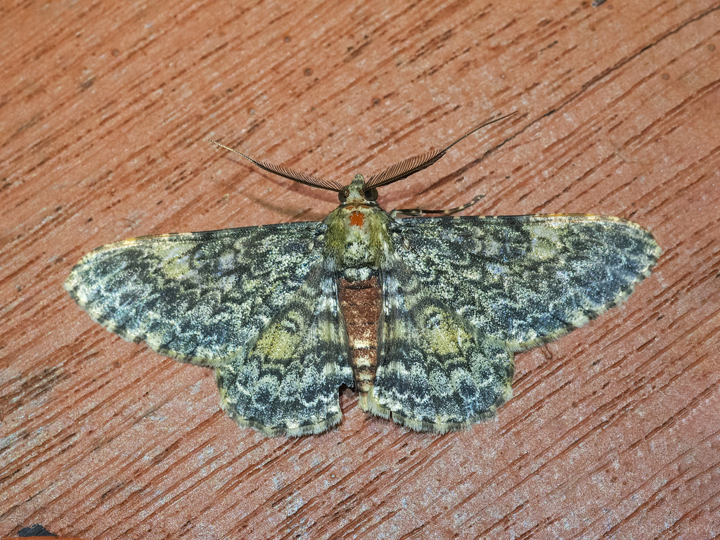 Cleora inoffensa from Ulu Ulu Resort, Ulu Temburung National Park ...