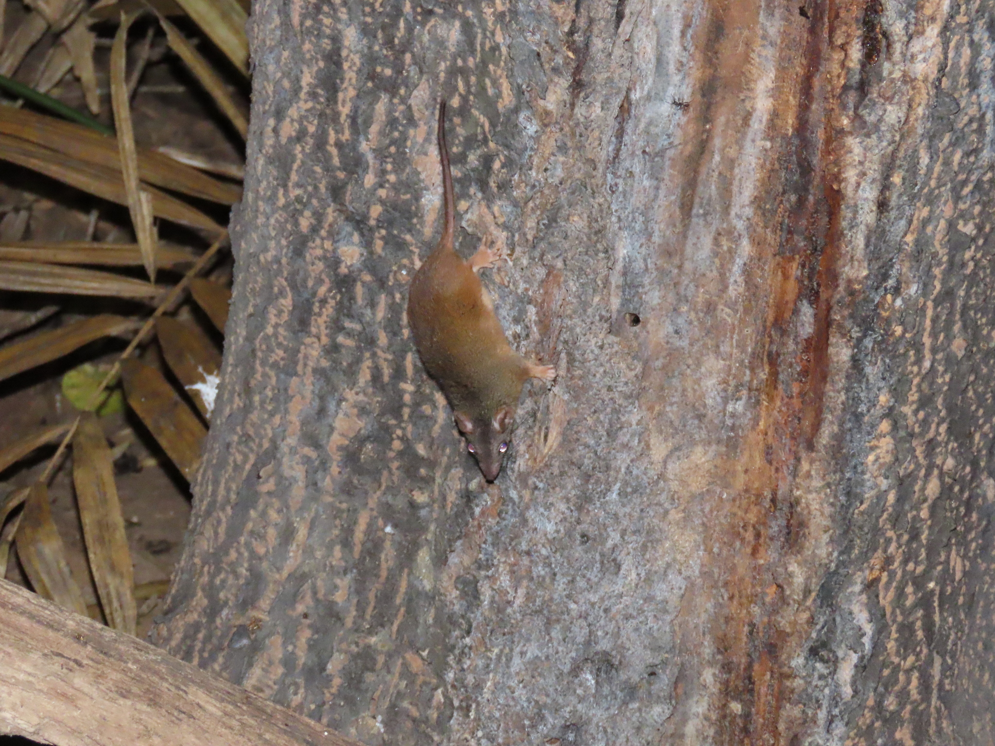 Antechinus godmani (Thomas, 1923)
