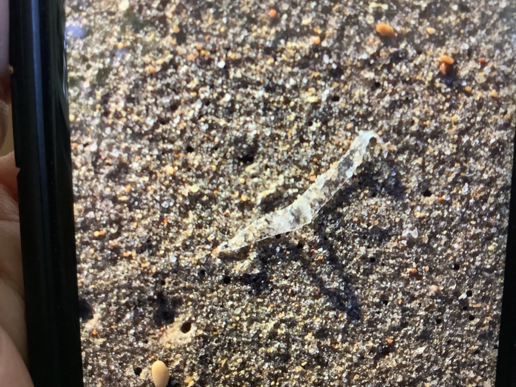 Segmented Worms from Westerly, RI, USA on September 22, 2022 at 09:25 ...