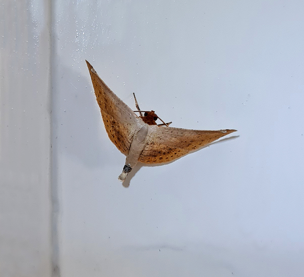 Butterflies and Moths from Upper Sichey, Gangtok, Sikkim, India on June ...