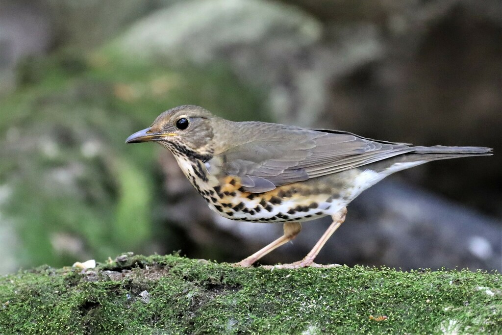 Japanese Thrush from 337台灣桃園市大園區許厝港 on December 20, 2022 at 01:51 PM by ...