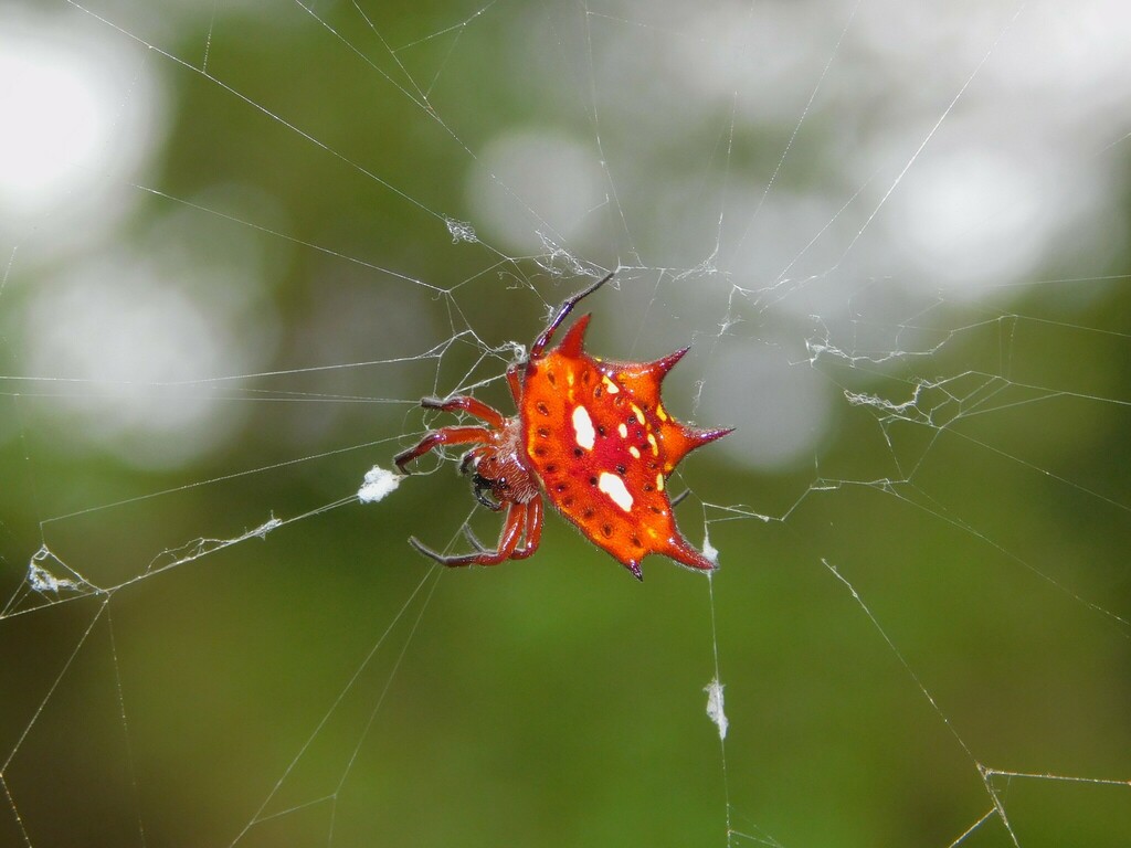 Shorthorn Kitespider from Manyago, Entebbe, Ouganda on November 01 ...