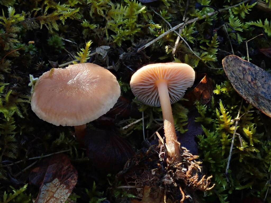 Gymnopus from Mendocino County, CA, USA on November 13, 2022 at 11:16 ...