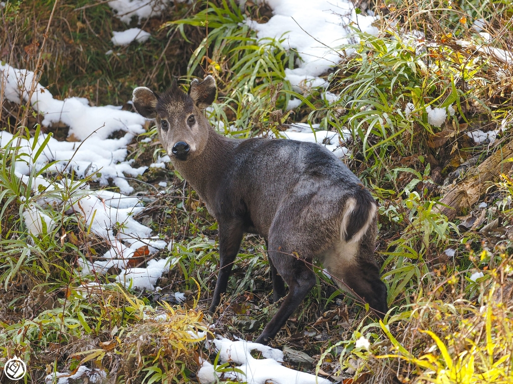 Tufted Deer (Elaphodus cephalophus) - Know Your Mammals