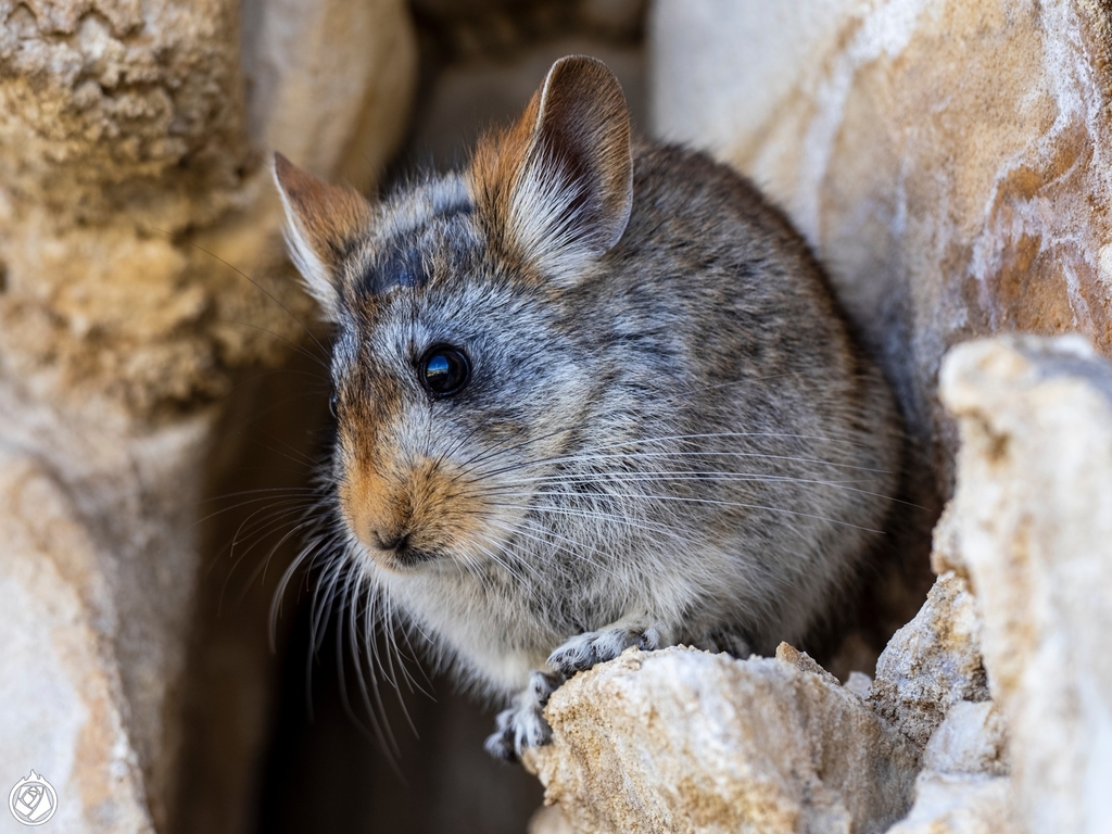 Chinese Red Pika (Ochotona erythrotis) - Know Your Mammals