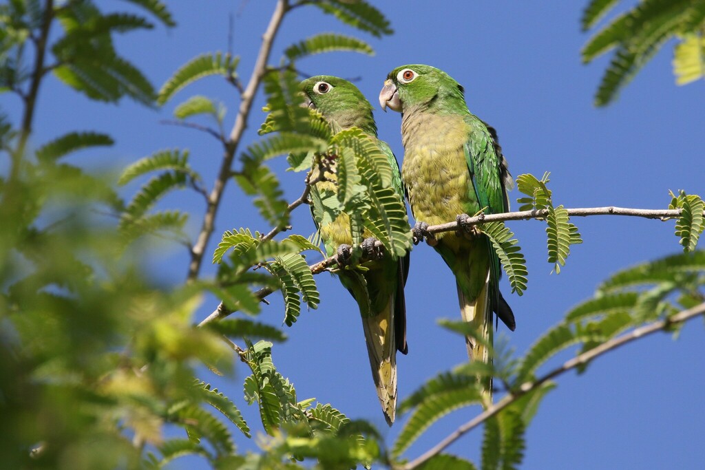 Olive-throated Parakeet in September 2022 by Rowan Keunen · iNaturalist