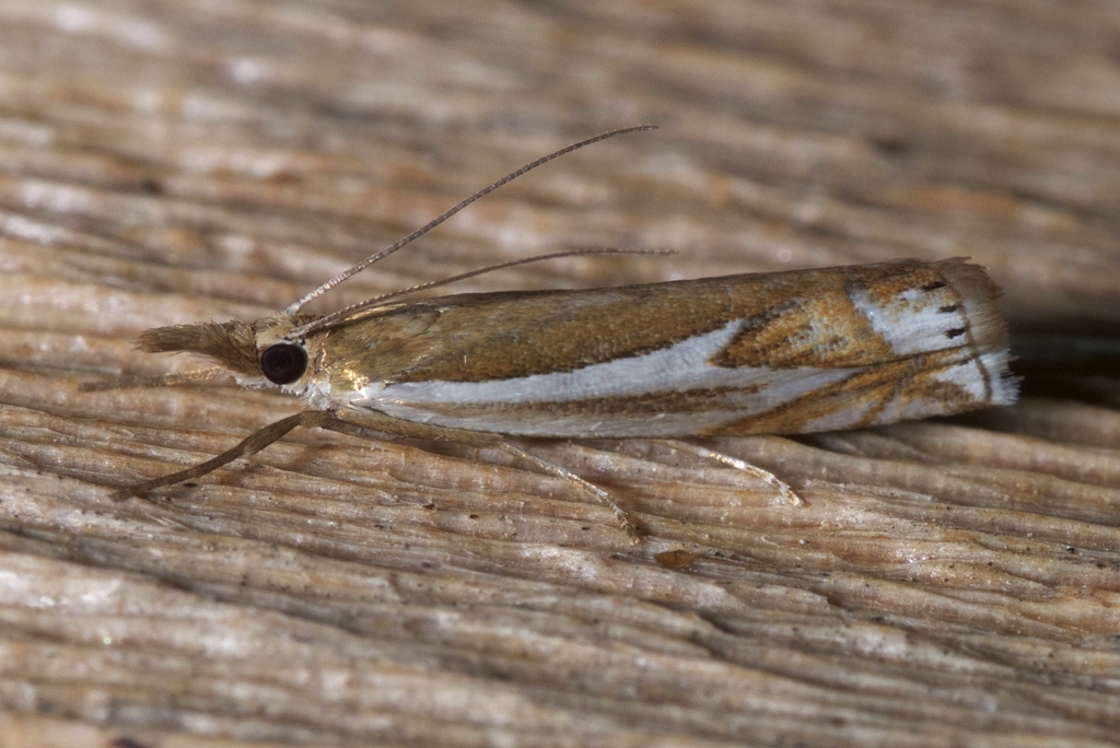 Forked Grass-veneer (Moths and Butterflies of Massachusetts ) · iNaturalist