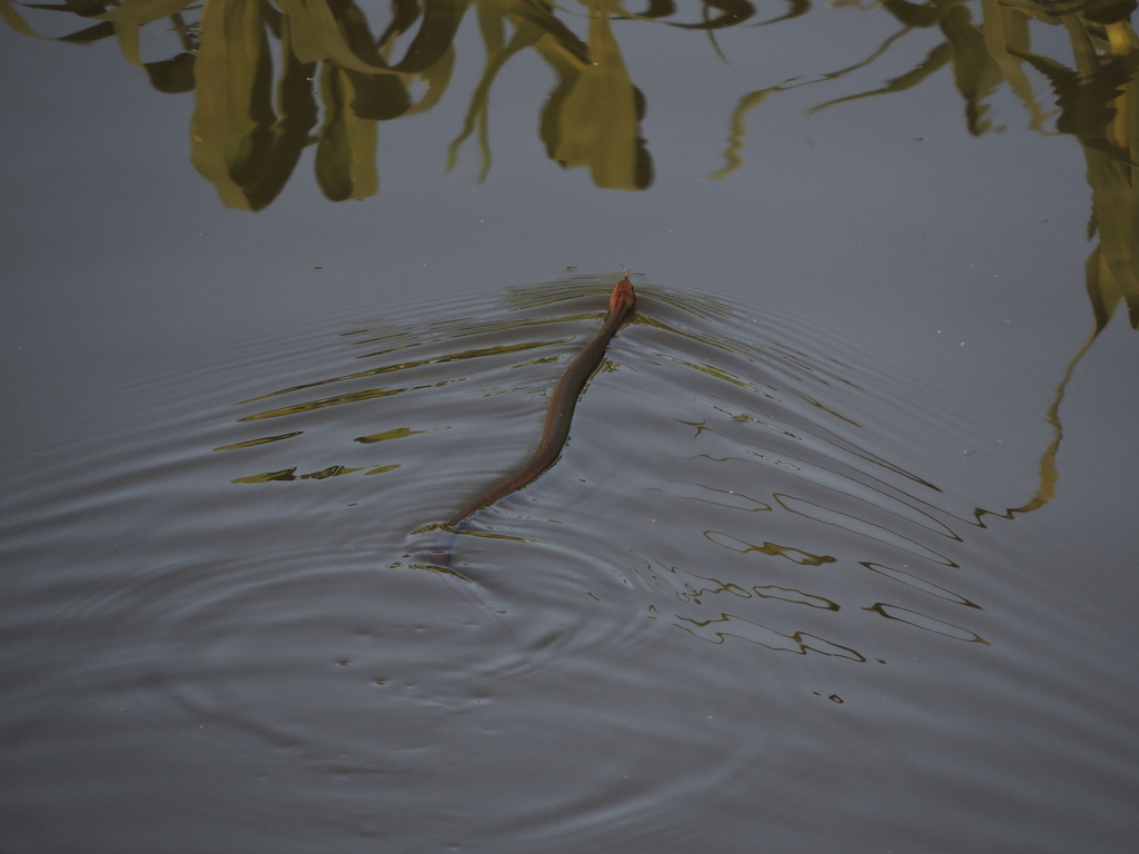 Keeled Sepia Snake from Reserva Ecológica Ciudad Universitaria ...