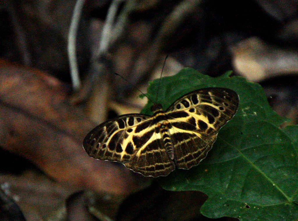 Large Pathfinder from Kona, Itimbiri, Bumba, Democratic Republic of the ...