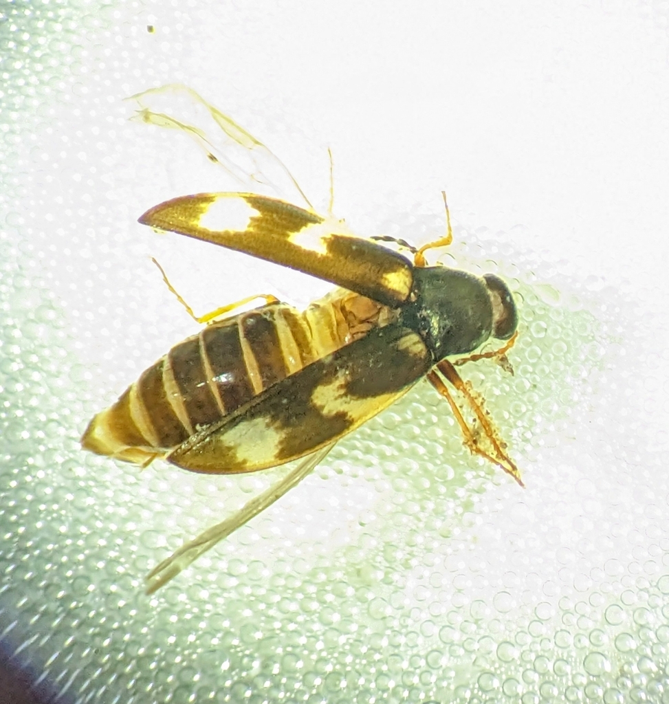 Eanus maculipennis from Stowe, VT 05672, USA on June 17, 2022 by Jason ...