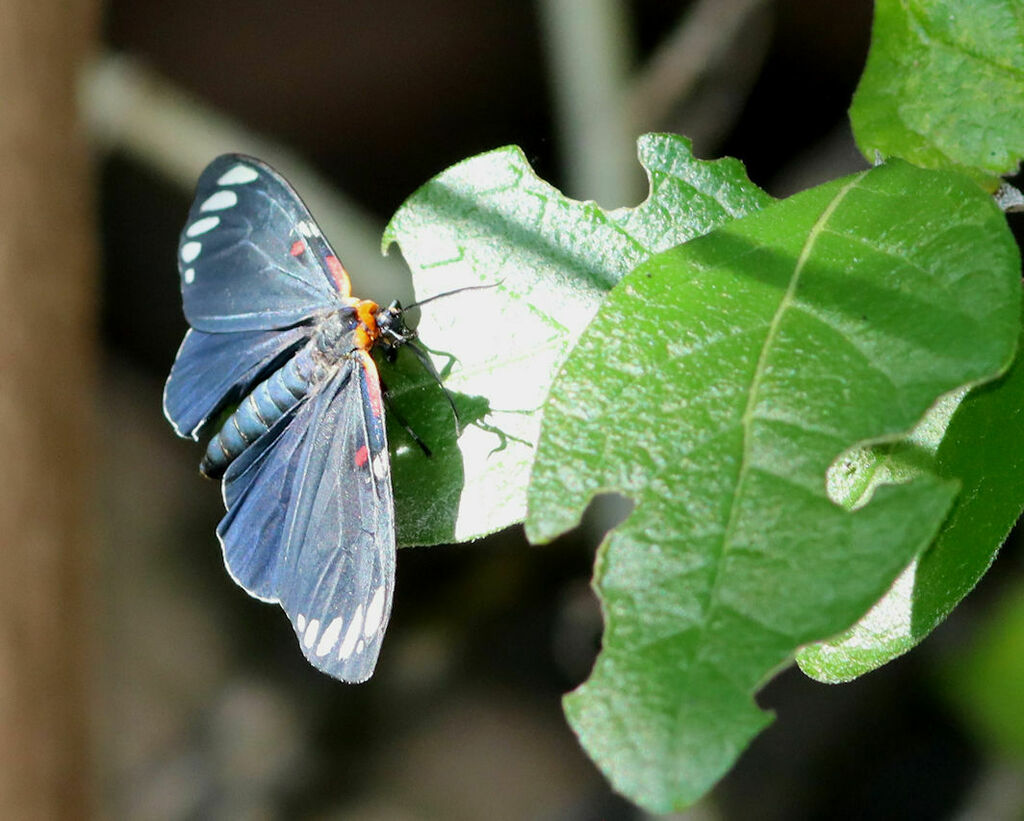 Saucy Beauty from Hidalgo County, TX, USA on November 3, 2022 at 11:46 ...