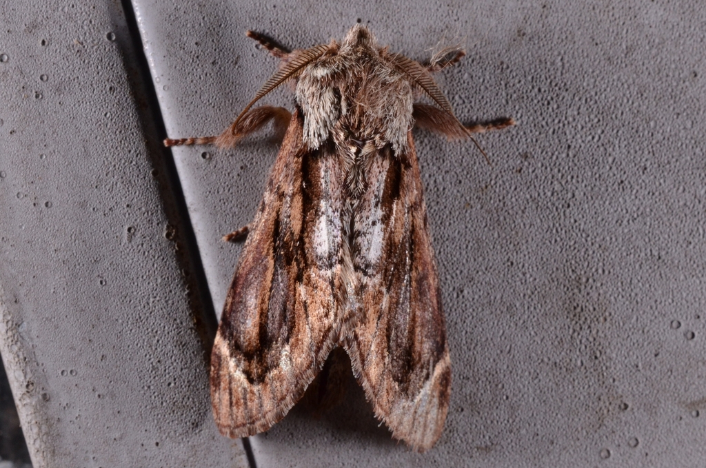 Fentonia from Đạ Chais, Lạc Dương, Lâm Đồng, Вьетнам on December 21 ...