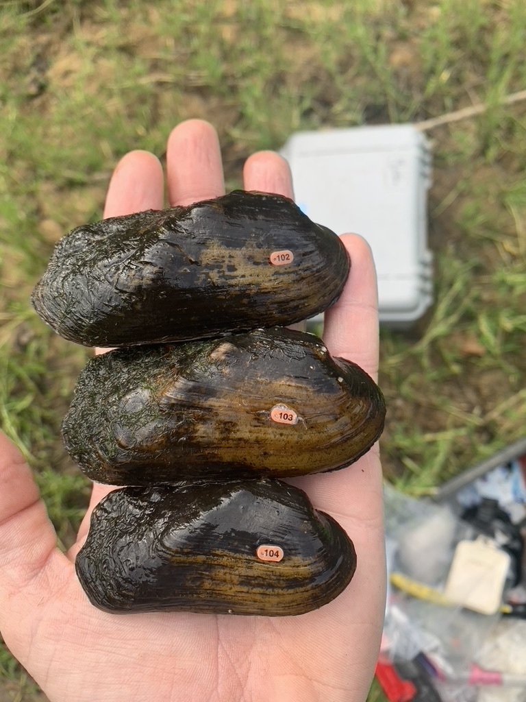 rabbitsfoot in August 2022 by Alex Franzen. Observations made with ...