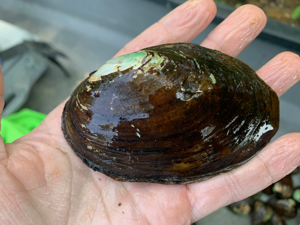 Neosho Mucket in August 2022 by Alex Franzen. Observations made with ...