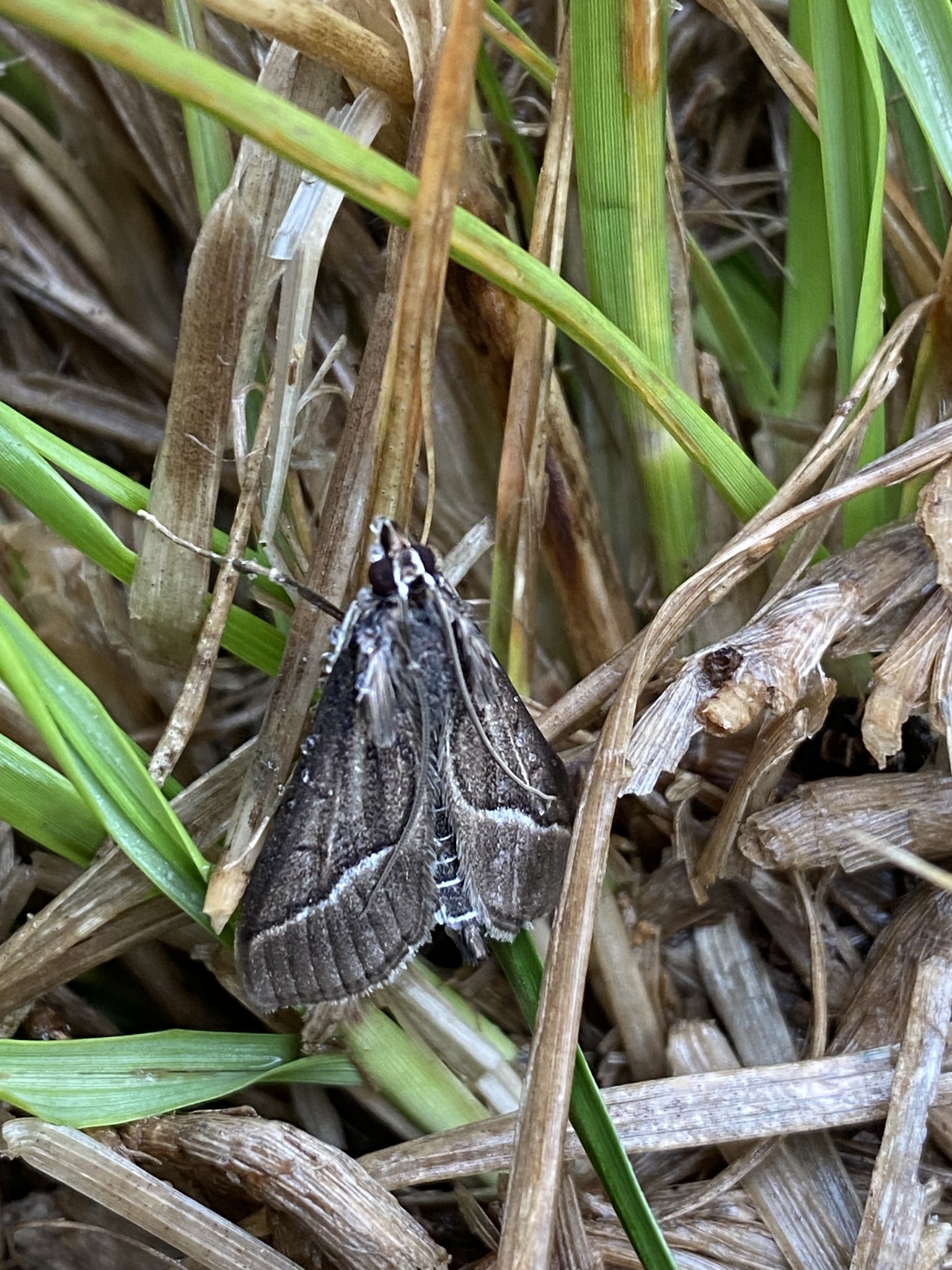 Omiodes continuatalis Wallengren, 1860