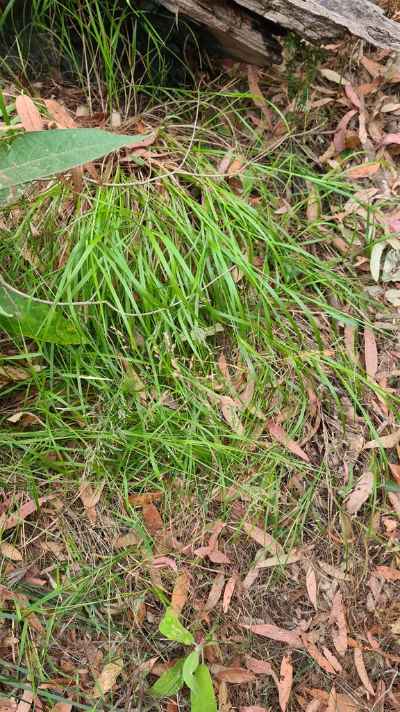 Poa affinis from Wisemans Ferry NSW 2775, Australia on December 20 ...