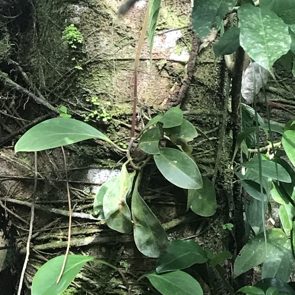 Baby Rubber Plant from Av. 351, Provincia de Alajuela, San Carlos ...