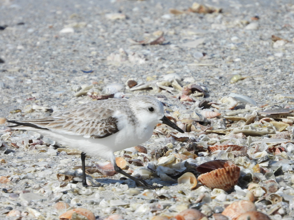 Sanderling from Fort De Soto Park, Saint Petersburg, FL, US on December ...
