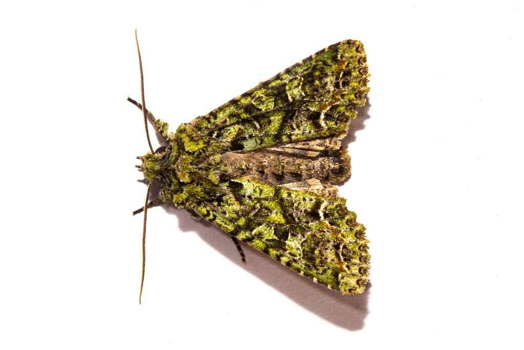 Meterana tetrachroa from Centre Hill, New Zealand on December 14, 2022 ...