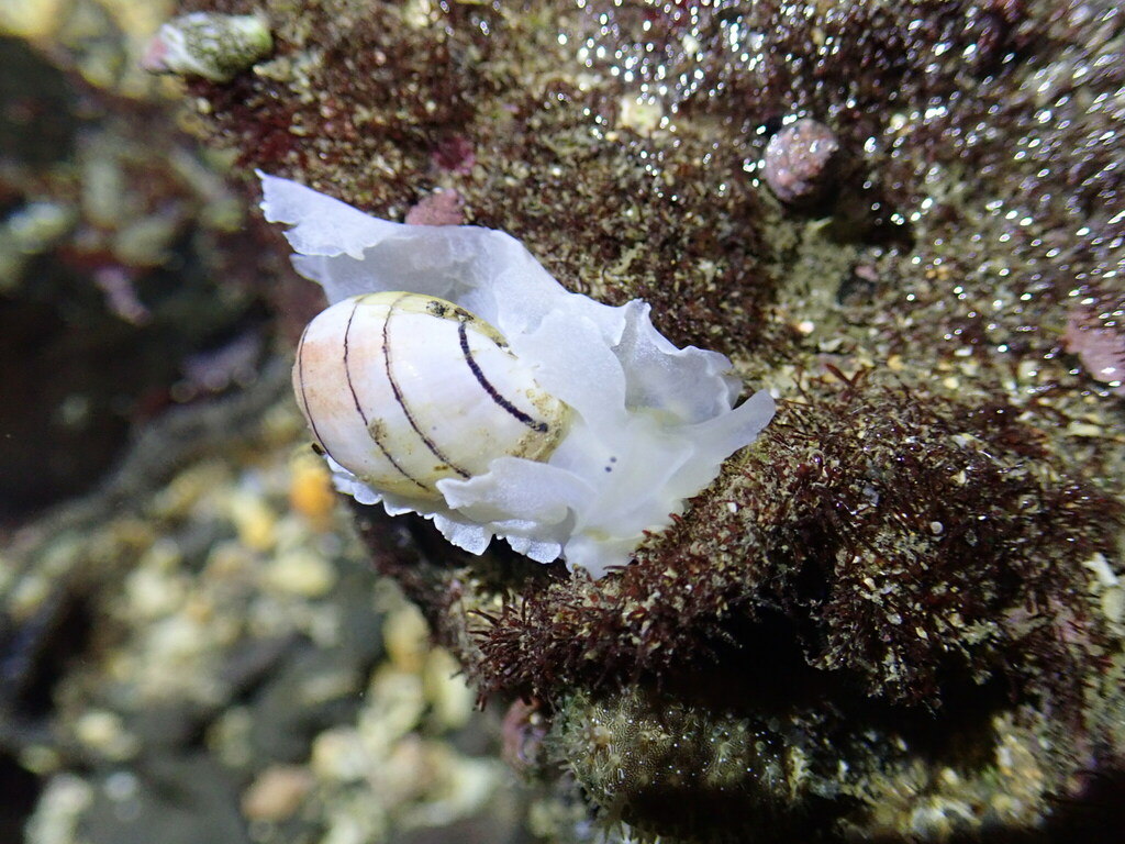 Pink Bubble Snail from 台灣新北市 on December 21, 2022 at 06:16 AM by 劉佳勳 ...