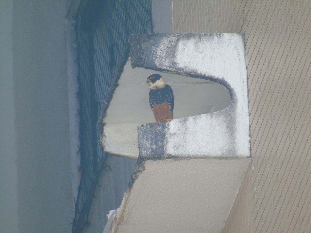 Bat Falcon from Cidade Nova, Ilhéus - BA, Brazil on December 12, 2022 ...