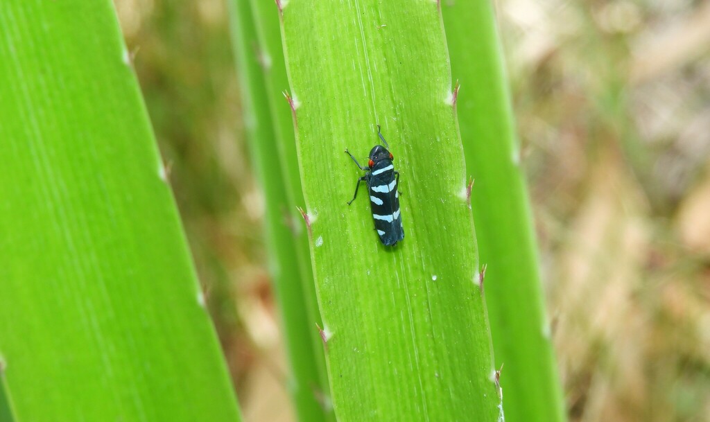 Balacha melanocephala from Bioparque 37000 Melo, Departamento de Cerro ...