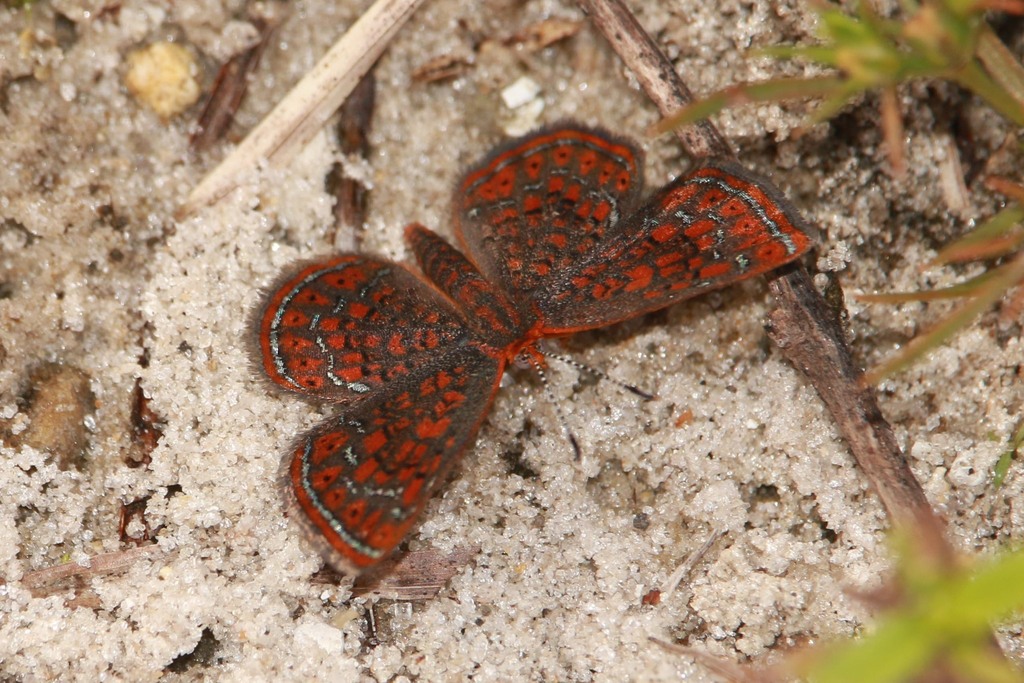 Little Metalmark from Palm Beach Gardens, FL, USA on December 19, 2022 ...
