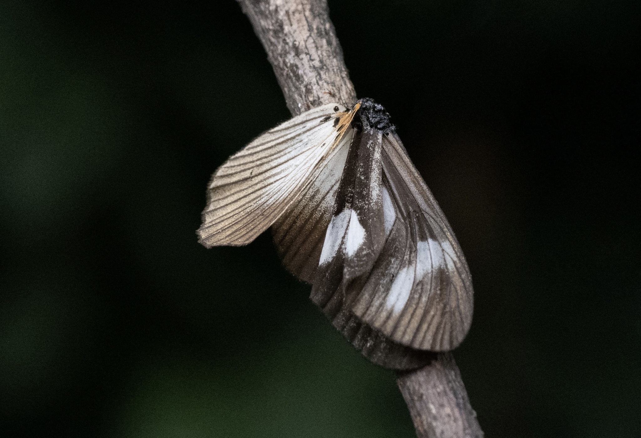 Acraea lycoa Godart, 1819